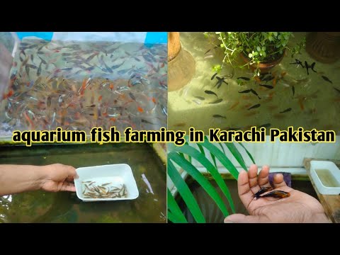 aquarium fish farming in Karachi Pakistan.....pond breed update. - YouTube