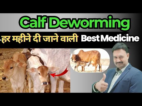 Calf Deworming हर महीने दी जाने वाली best calf deworming medicine - YouTube