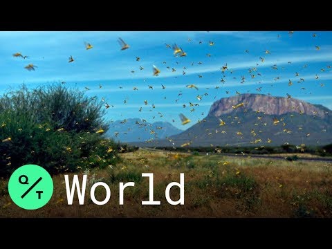 How Did Locusts Harm The Pioneers