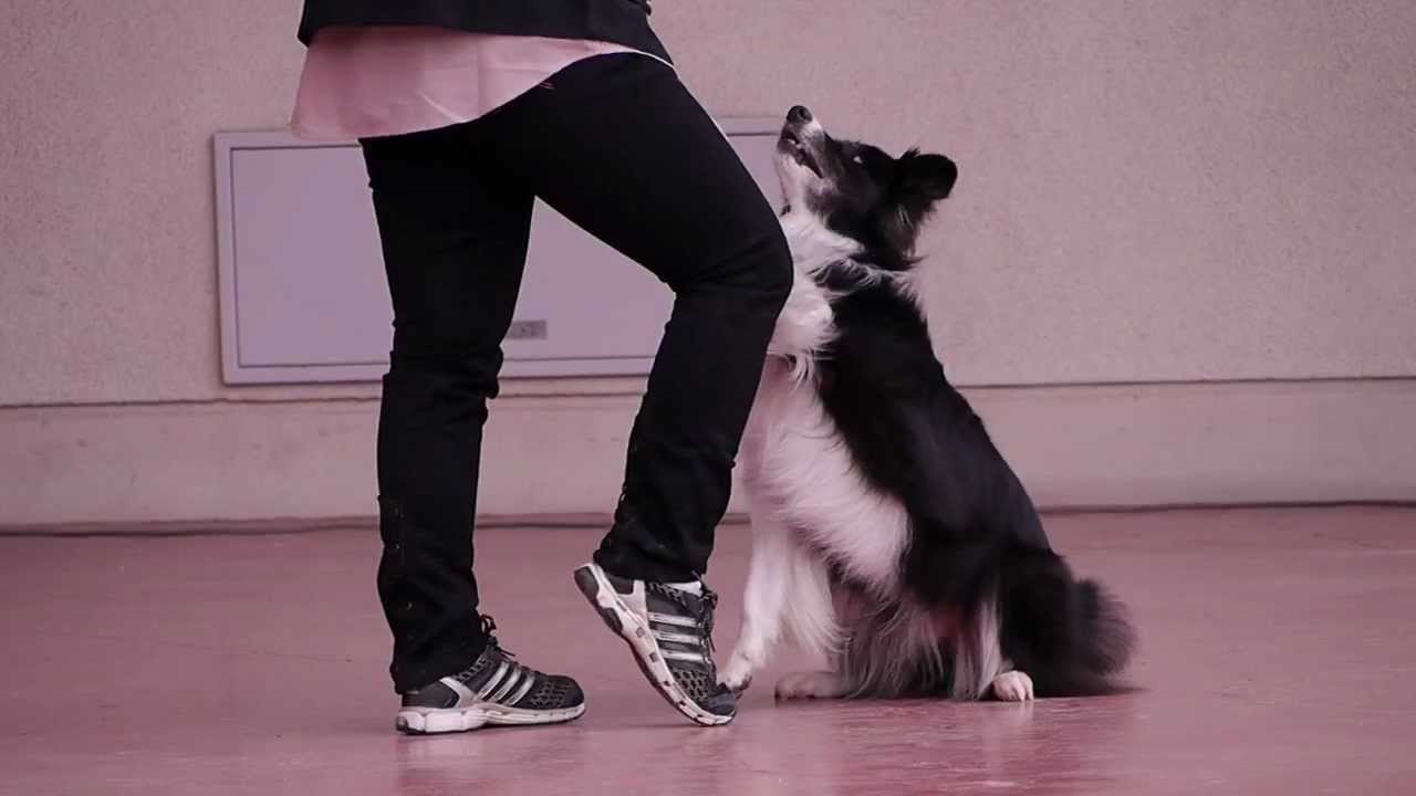 Border Collie Lucy Dancing on Nov. 24, 2012 ルーシーのダンス 2012年11月24日 - YouTube