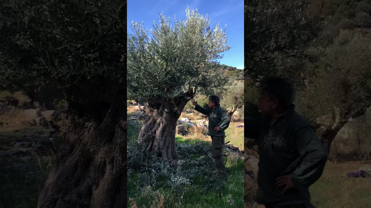ΚΛΑΔΕΜΑ-ΚΑΘΑΡΙΣΜΑ ΕΛΙΑΣ - YouTube