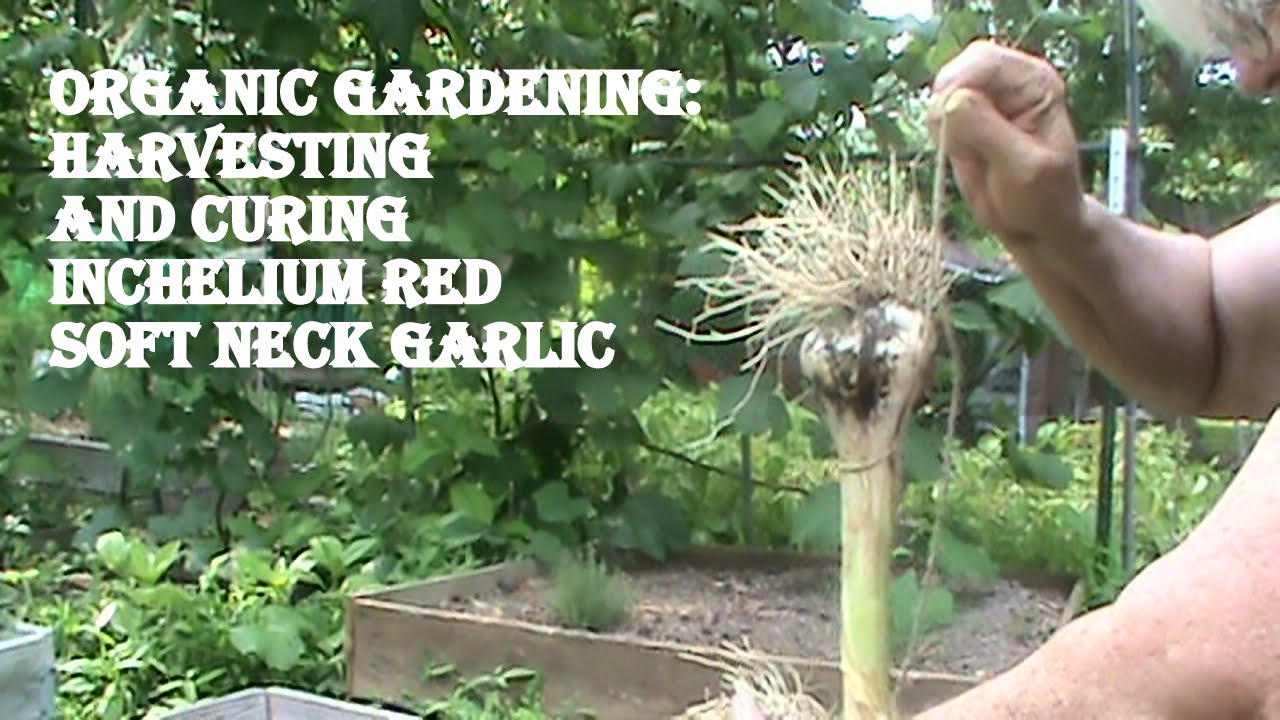 Organic Gardening: Harvesting and Curing Inchelium Red Garlic - YouTube