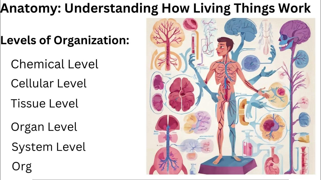 Anatomy Understanding How Living Things Work - YouTube