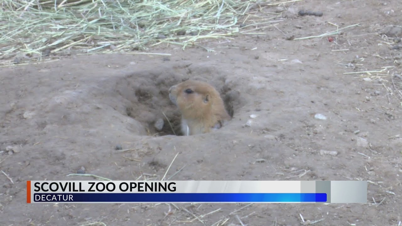 Scovill Zoo in Decatur getting ready to open - YouTube