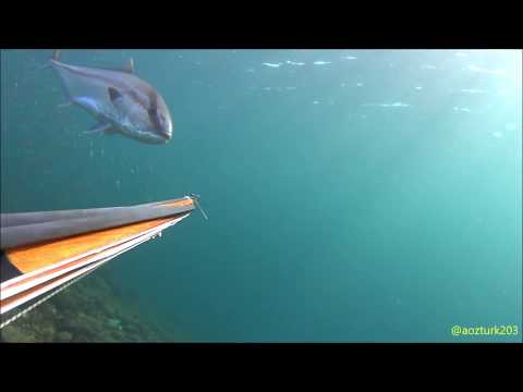 Çanakkale Akya  Avı , Big Amberjack Hunting Spearfishing