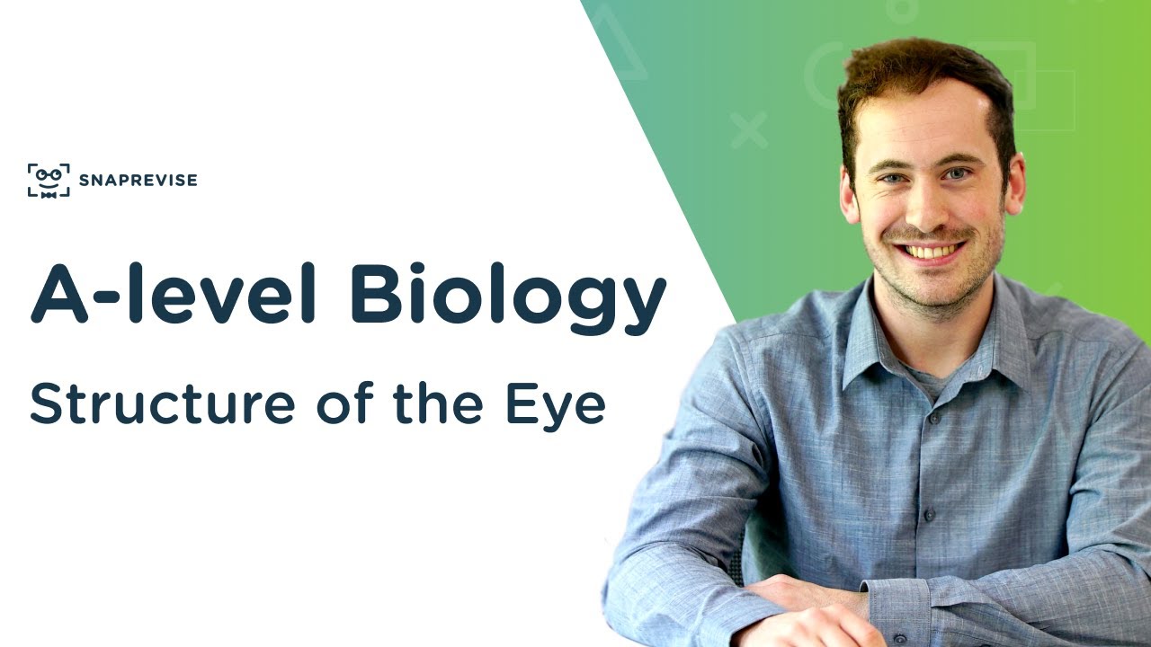 Structure of the Eye | A-level Biology | OCR, AQA, Edexcel - YouTube