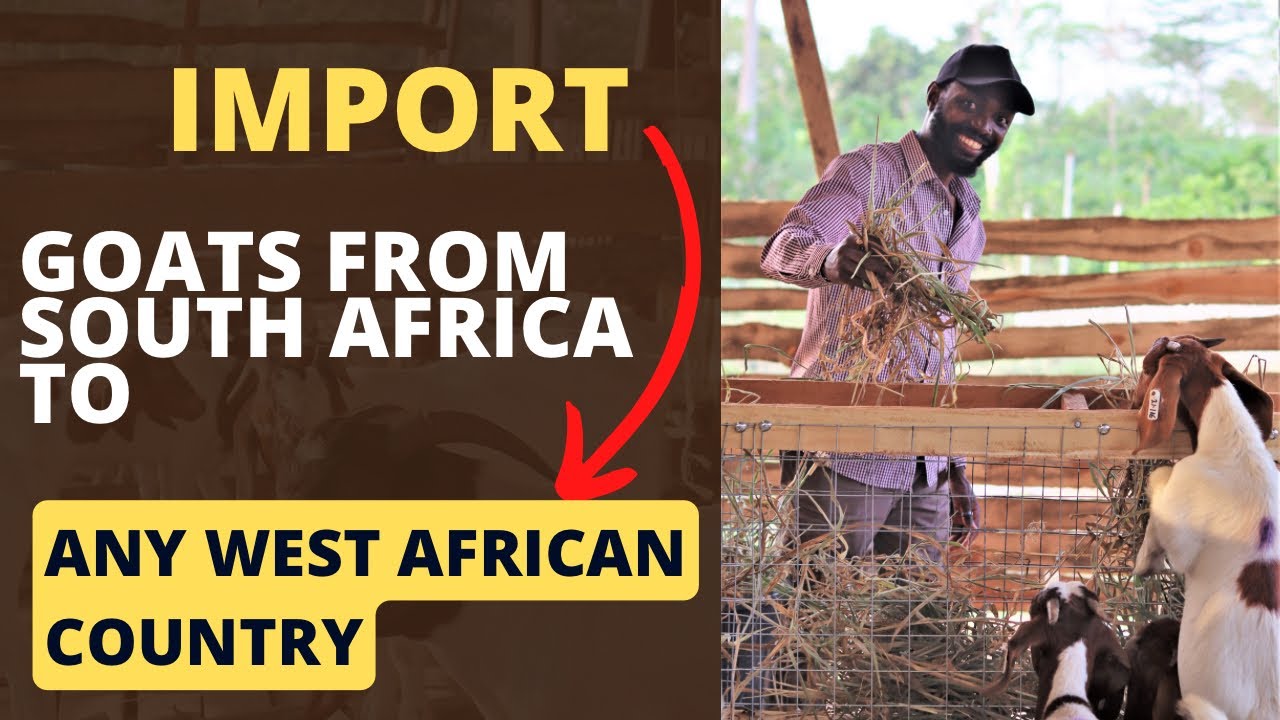 HOW TO IMPORT BOER, KALAHARI AND SAVANNAH GOATS INTO ANY WEST AFRICAN ...