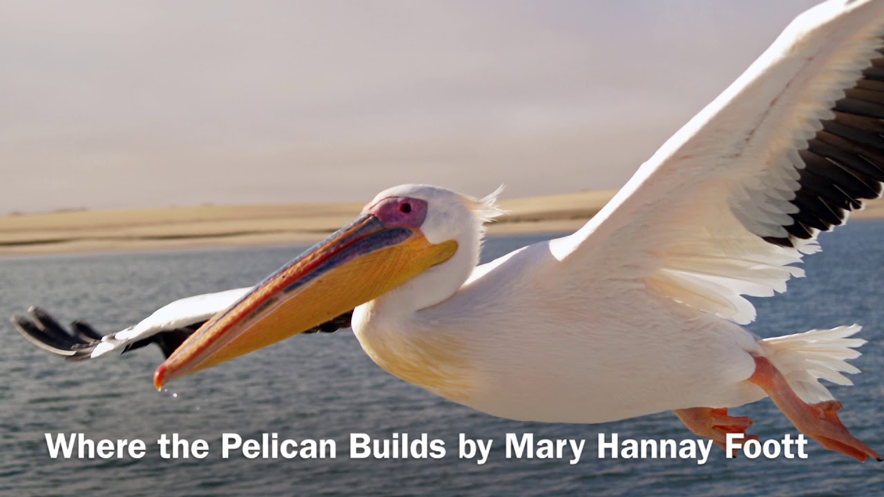Andrew recites: Where the Pelican Builds by Mary Hannay Foott - YouTube