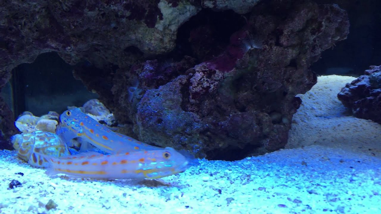 Our Clownfish, two Diamond Gobies pair, one Yellow Watchman Goby, and ...
