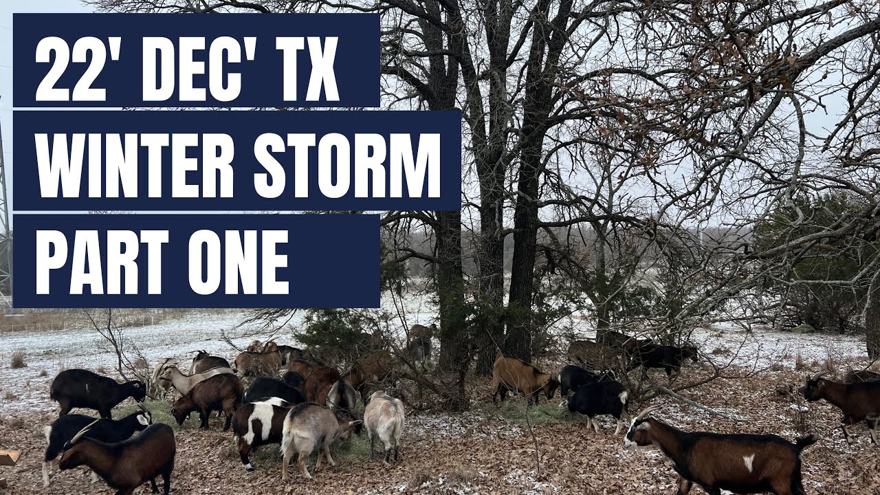 Spanish Goats in 22' December Storm in Texas Part 1 - YouTube