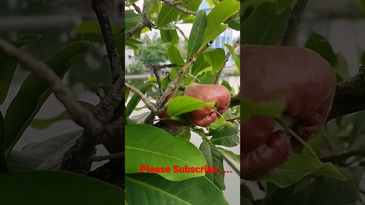 Red Water Apple(Jamrul) Harvesting and Cutting in My Terrace Garden# ...