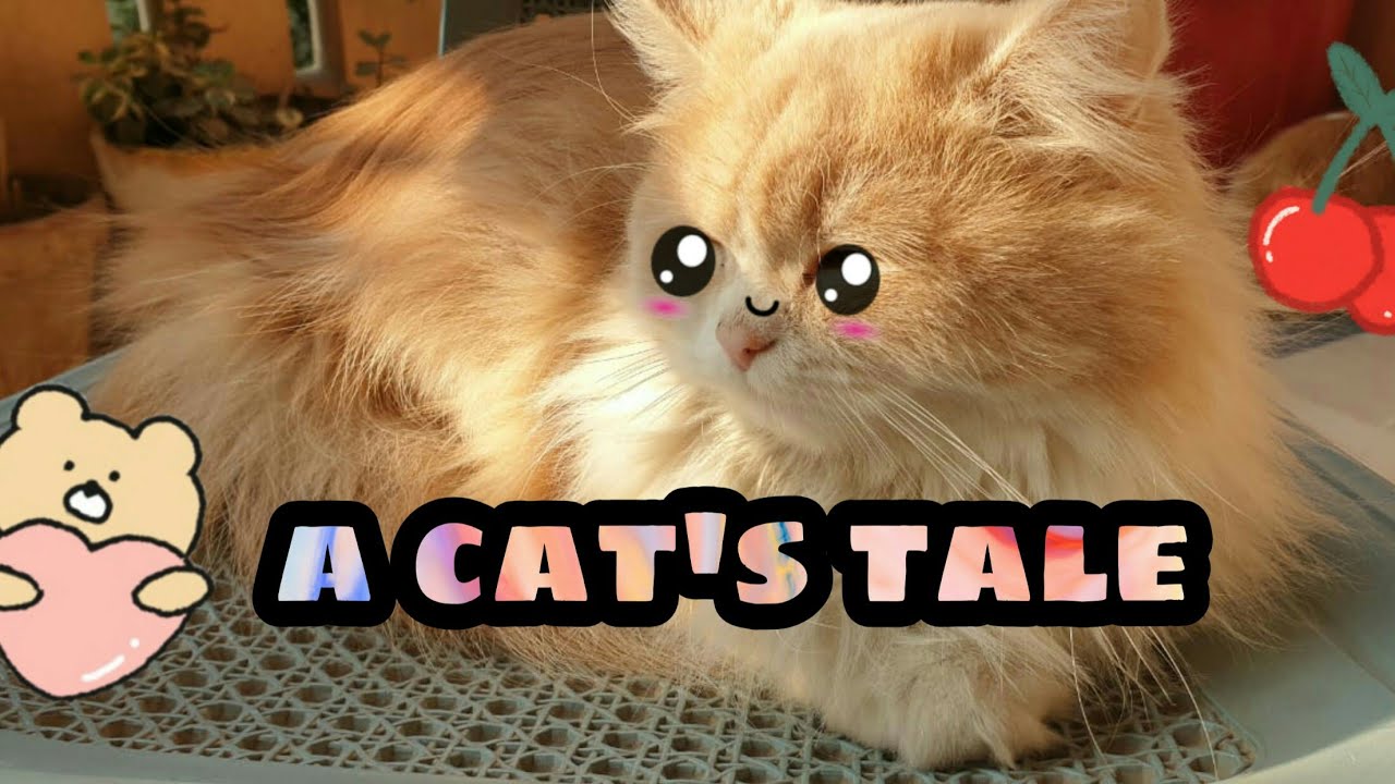 a cat's tale 😂 | cats&kittens | smart kitties | - YouTube