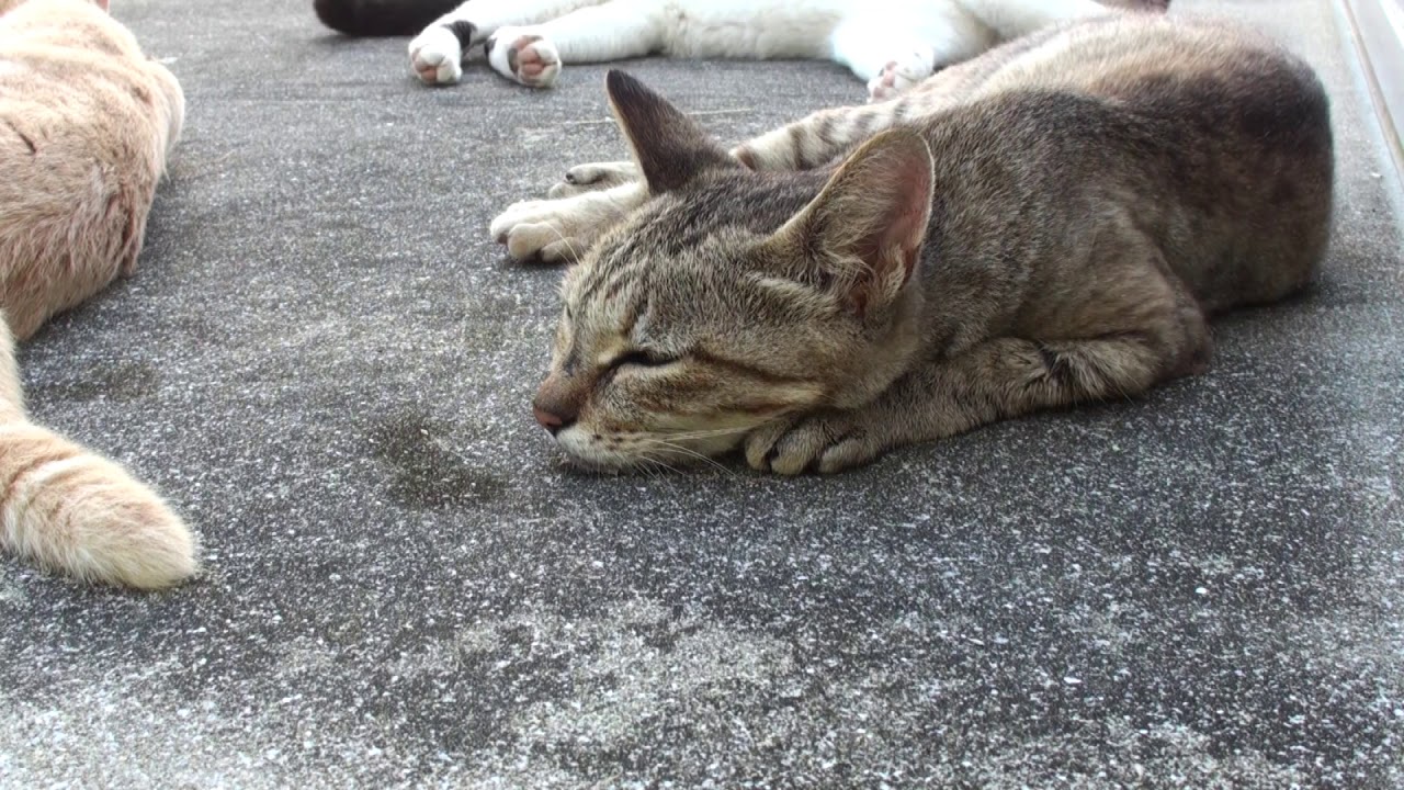 The frolicking cats - YouTube