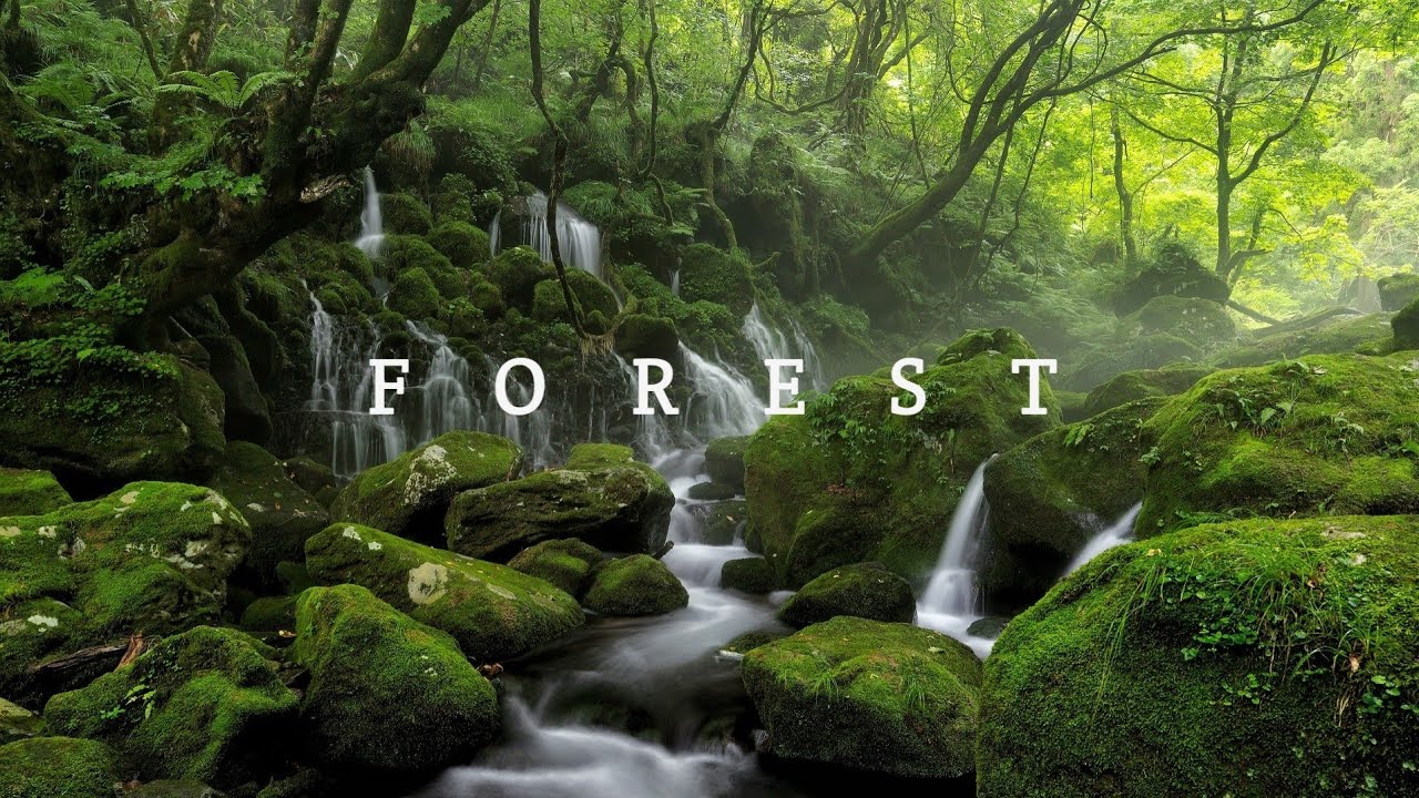 forest relaxing video by nature 🏝️ #youtubevideo #forest - YouTube