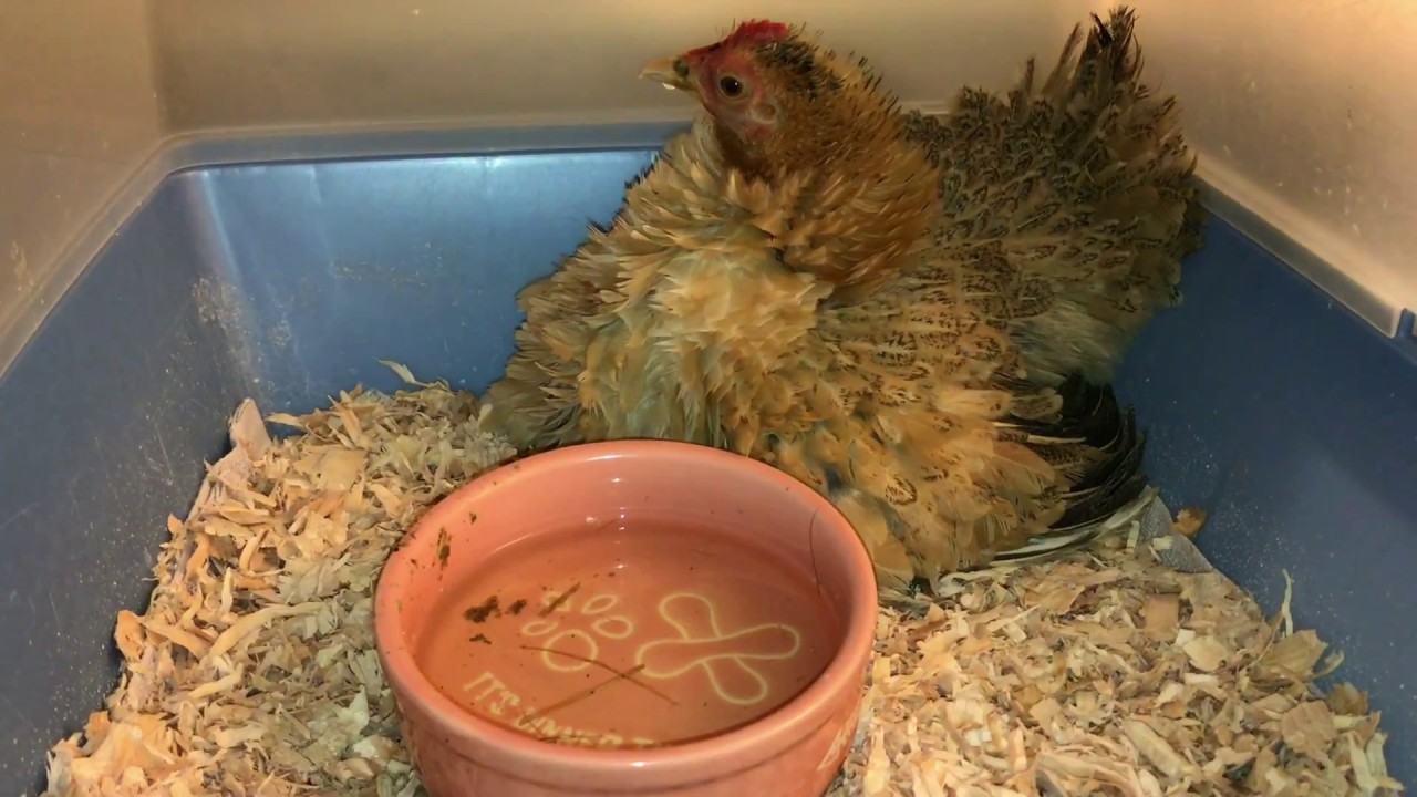 Frizzle Serama Hatching Out Olandsk Dwarf Chicks - YouTube