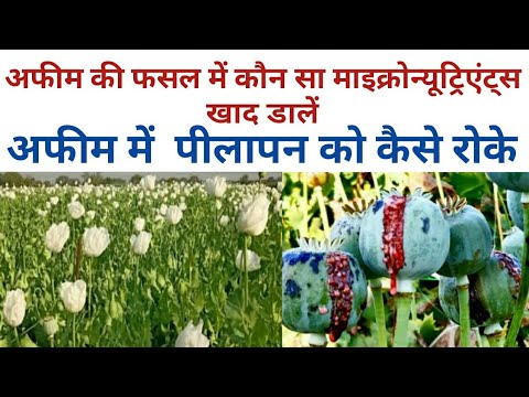 अफीम की फसल में कौन सा माइक्रोन्यूट्रिएंट्स डालें//Afim me ...