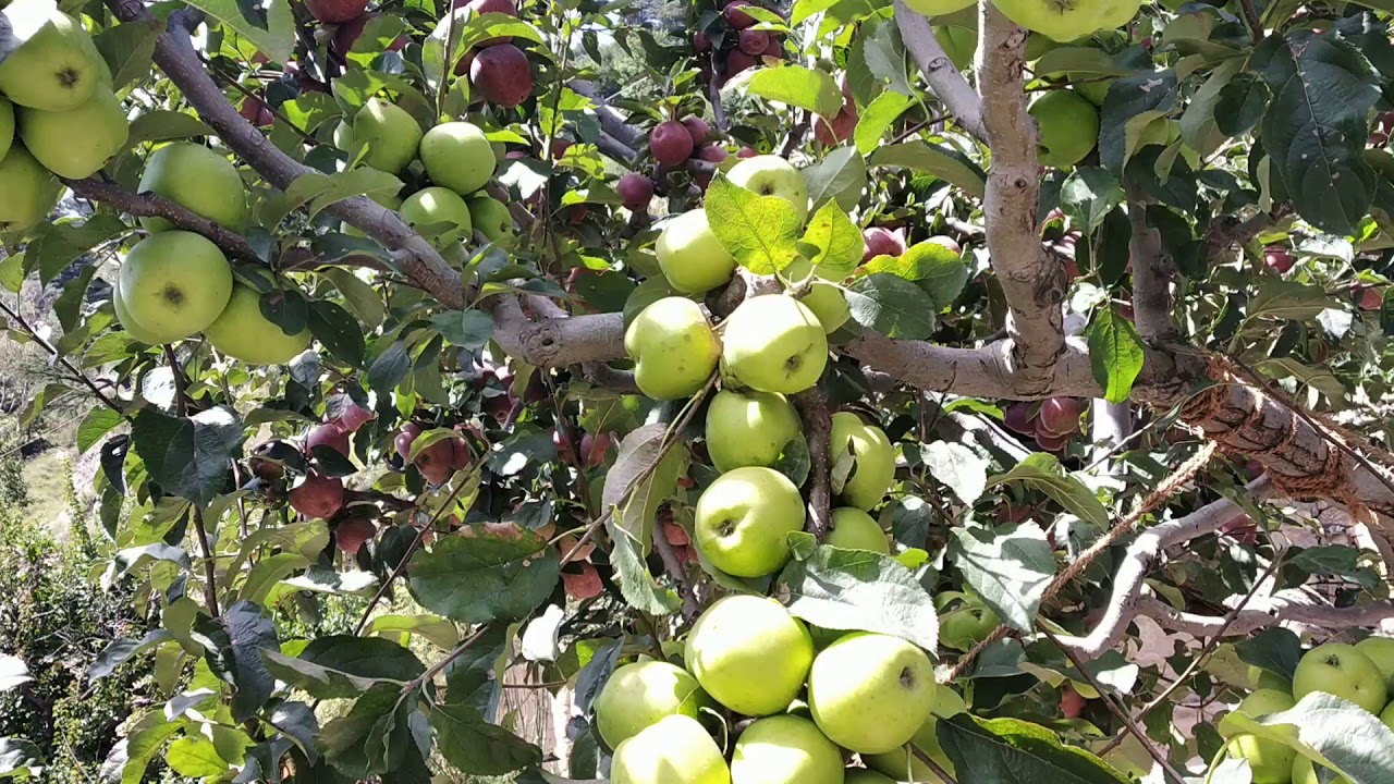 Kinnaur - Valley of apples - YouTube