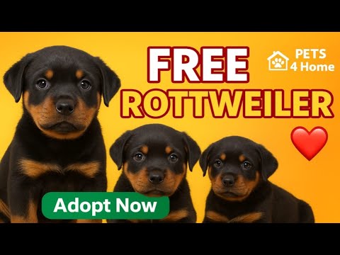 👉 Rottweiler Puppy FREE Adoption | Adopt Don’t Shop | Pets 4 Home - YouTube