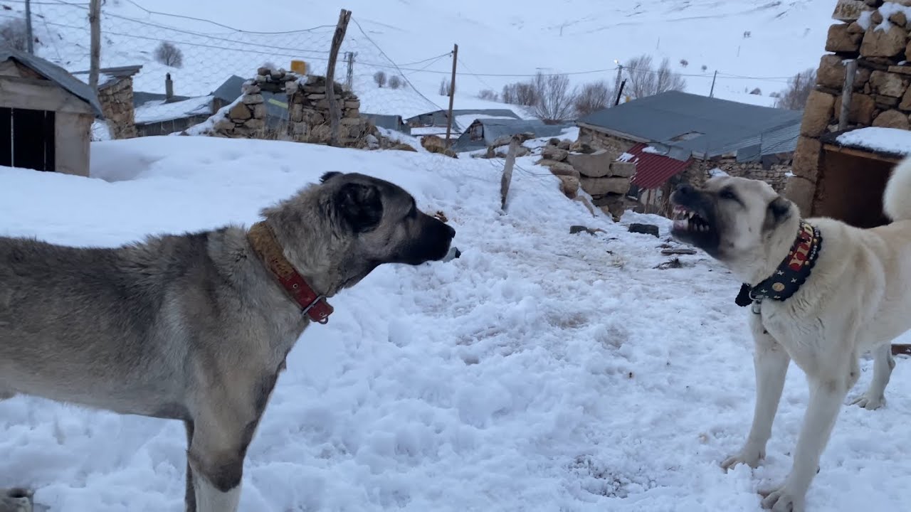DOÇKAYI CİVATA SANDILAR !! KÖPEKLERİM BİRBİRİNE GİRDİĞİ İÇİN BİR KAÇ ...
