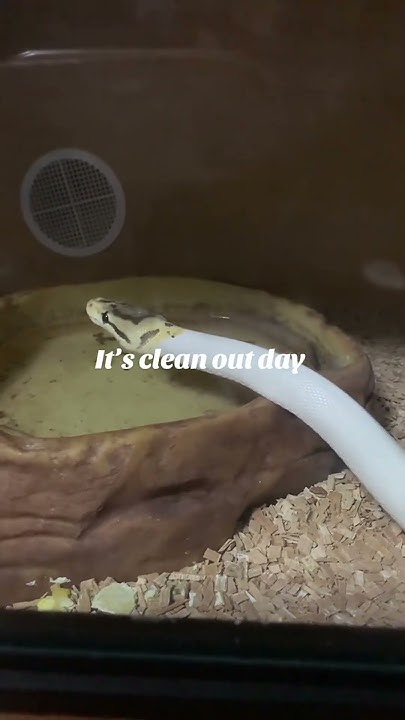 Sneaky slithering snakes and pythons #snakes - YouTube