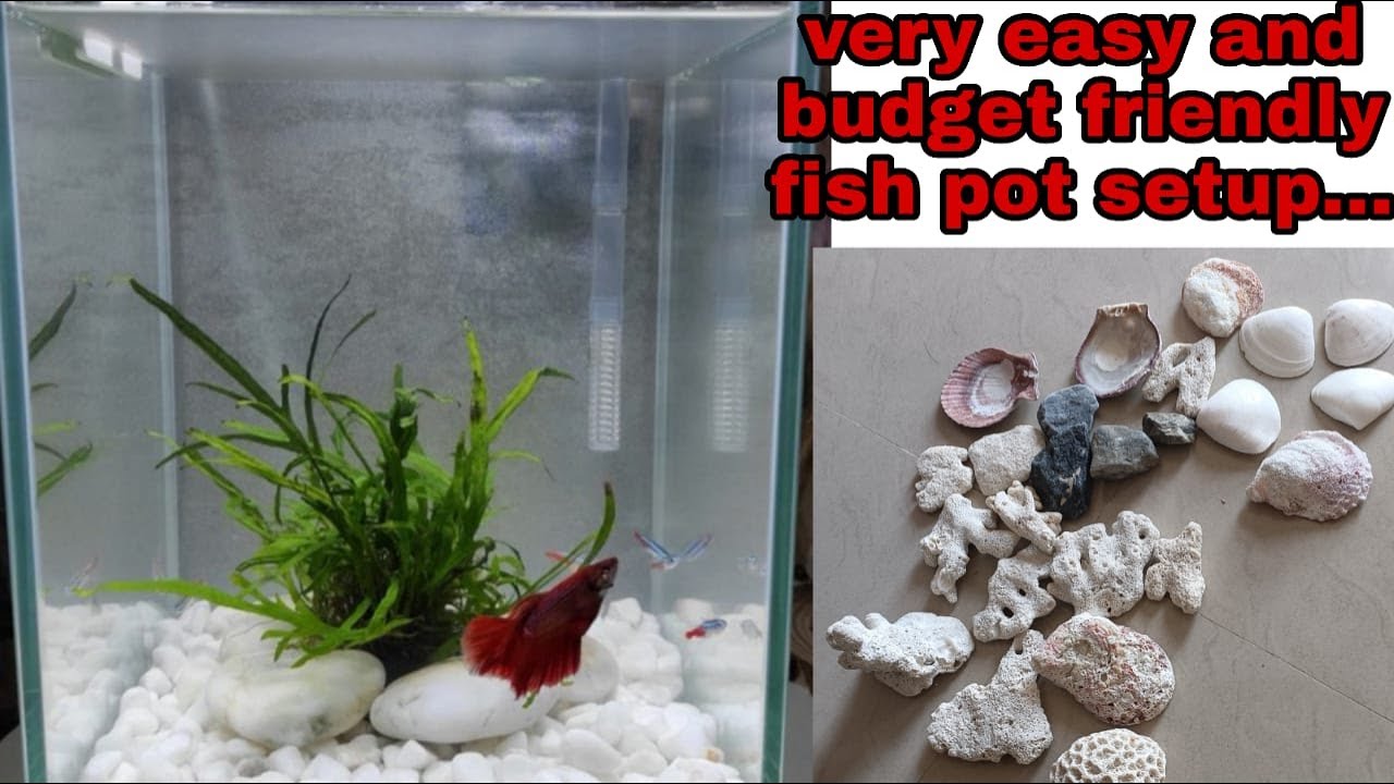 Fish pot setup decoration || budget friendly fish pot decoration at ...