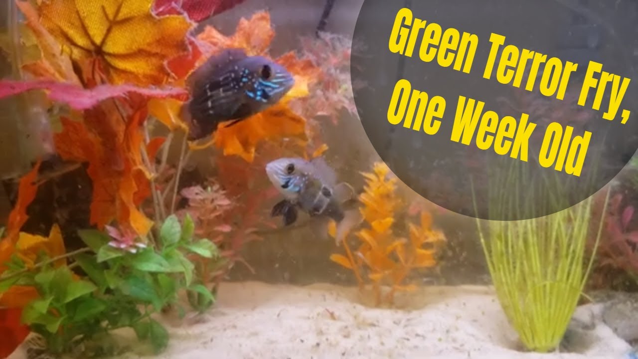 GREEN TERROR FRY UPDATE, AT ONE WEEK OLD - YouTube