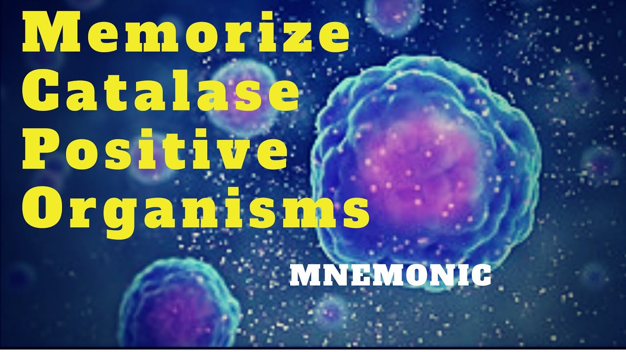 Catalase Positive Organisms Mnemonic for USMLE Step 1 - YouTube