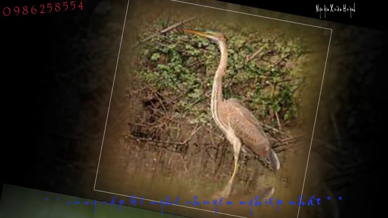 tieng chim diec (diệc gọi 2016) - YouTube