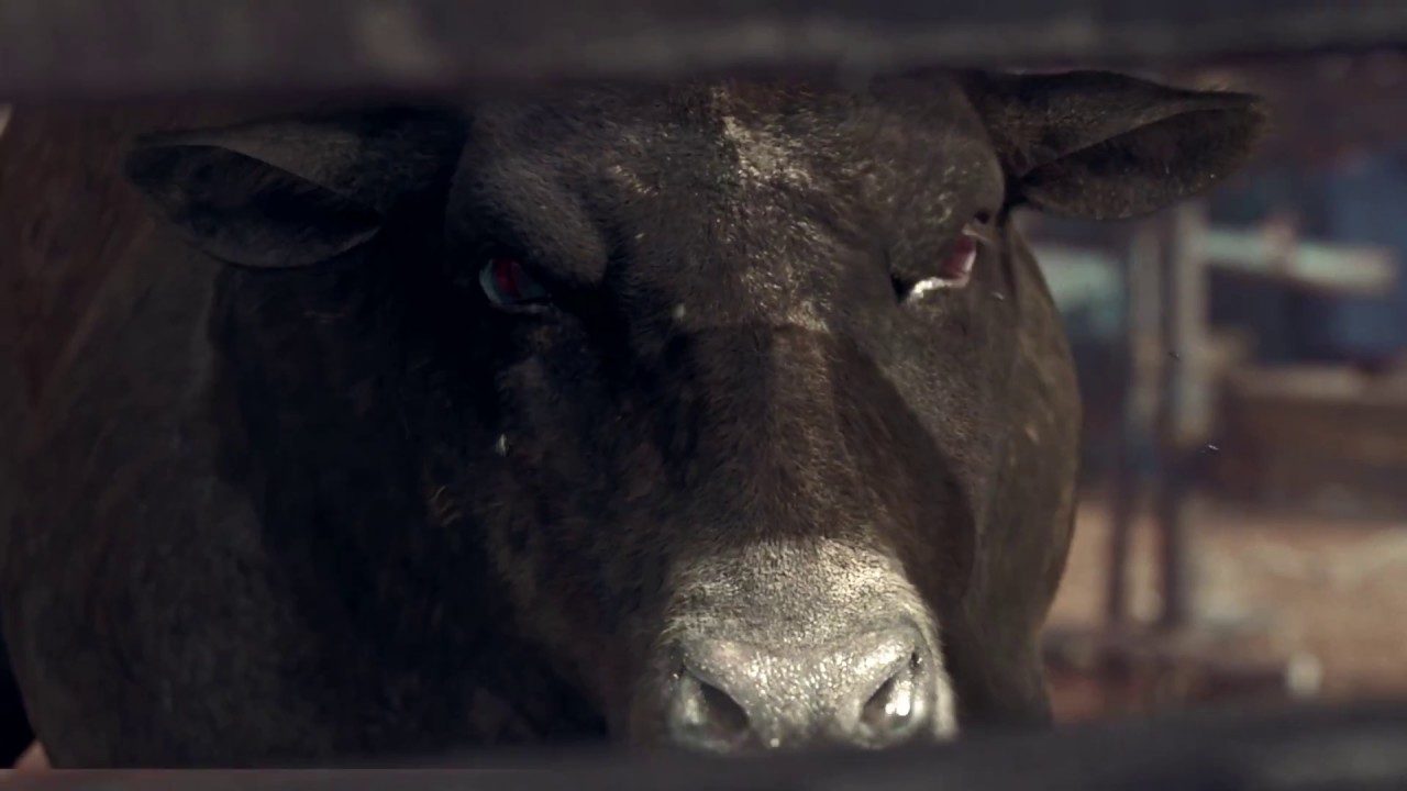 EMAMI DOUBLE BULL - YouTube