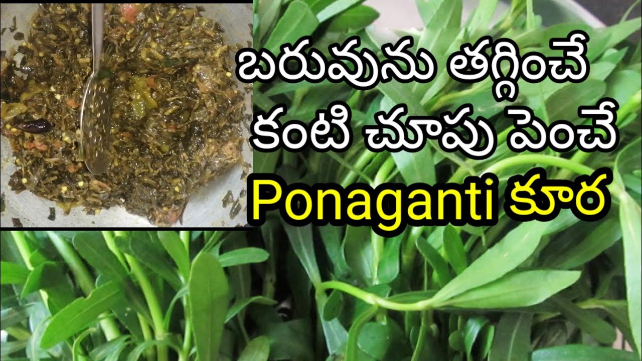 బరువు తగ్గించే, కంటి చూపు పెంచే పోషక విలువలు కలిగిన ponaganti కూర ...