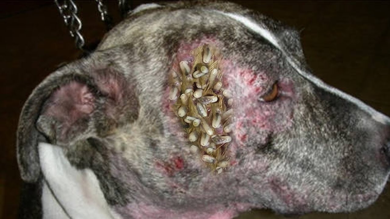 Mangoworm Removal Compilation, Rescue Dog Mangoworms, Vet Mangoworm ...