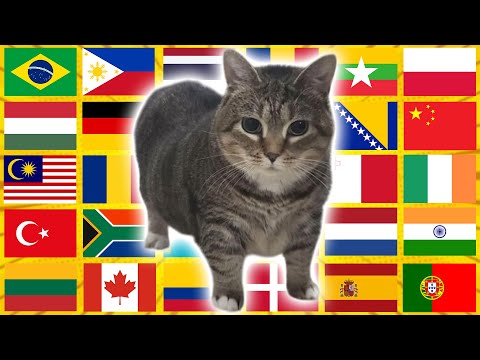 OIIAOIIA Cat in 70 Languages Meme