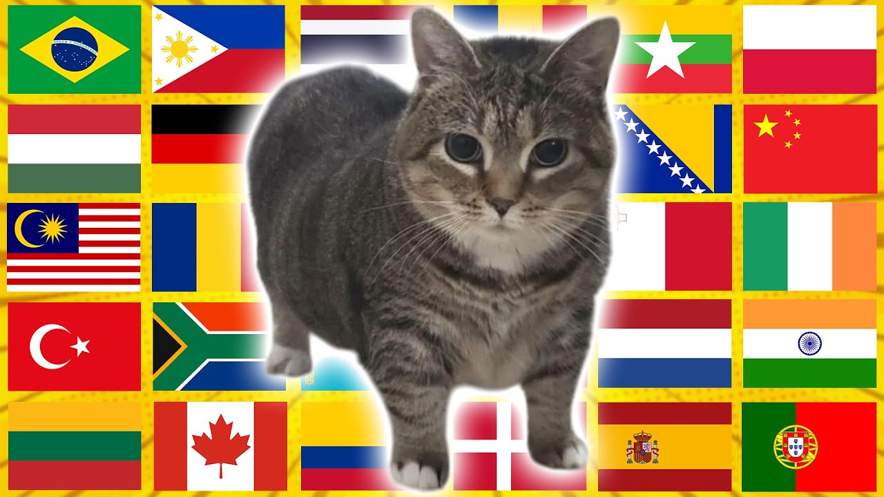OIIAOIIA Cat in 70 Languages Meme - YouTube