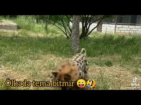 Tema bitmir😂