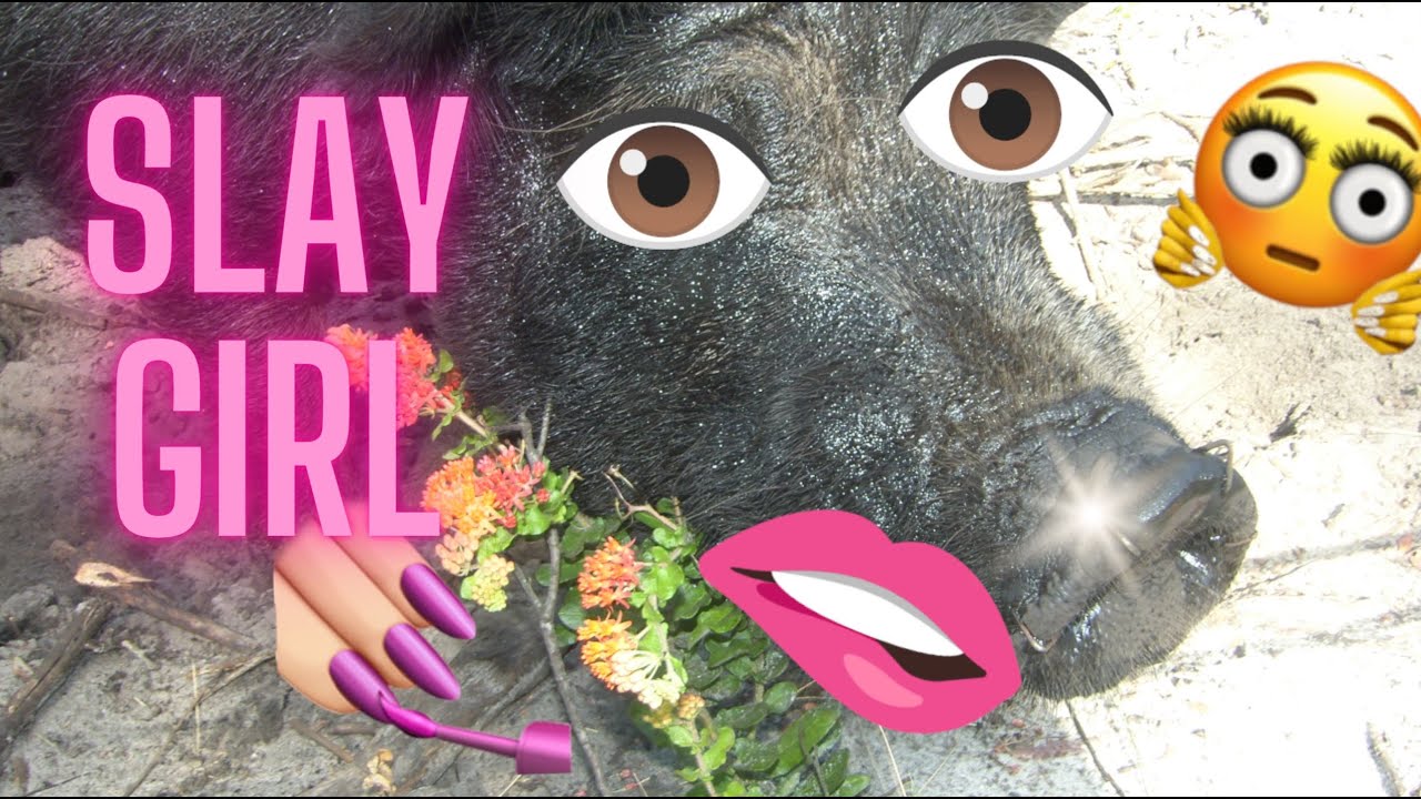 Why to hog ring pig's noses? - YouTube