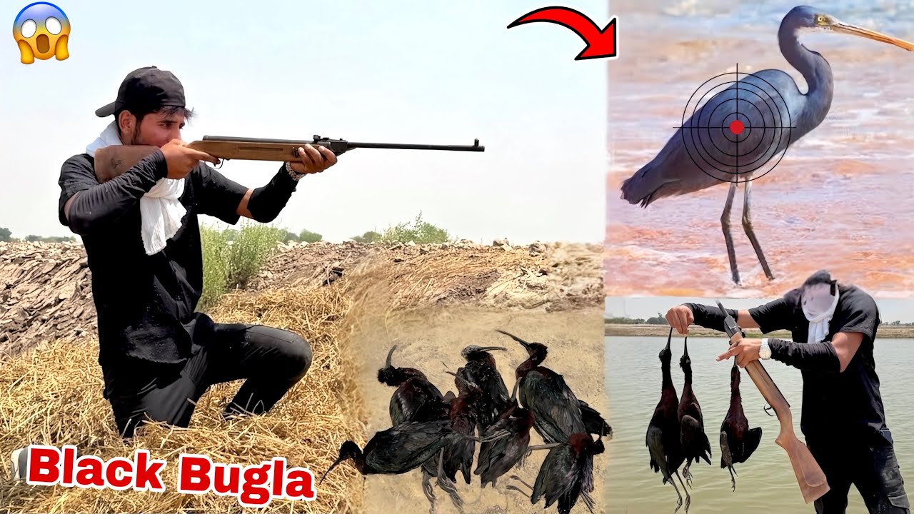 Most Expensive Bird Black Bugla Ka Shikar Kiya😱 Or Bhot Sary Paker Leay ...