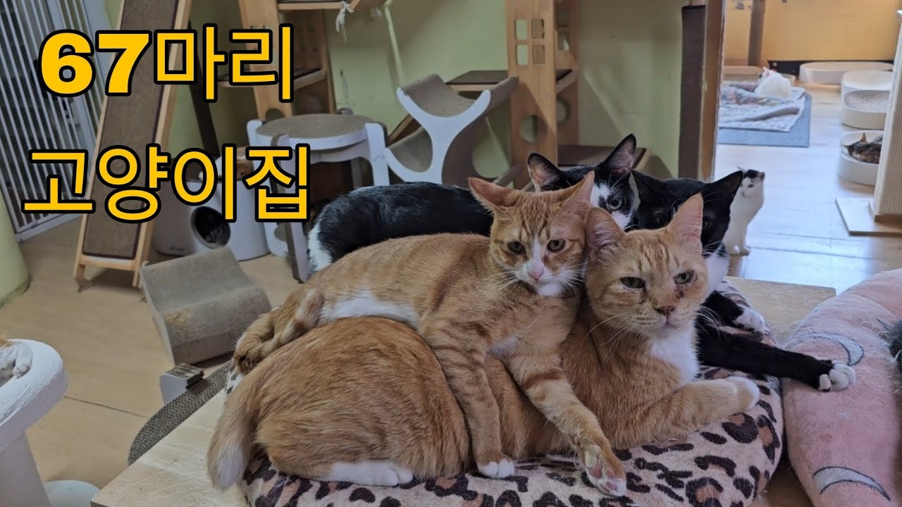 (2025.3.20) 67마리 고양이집 - 파산위기를 극복하고 발톱깍기 3일 휴 힘들어요 - YouTube