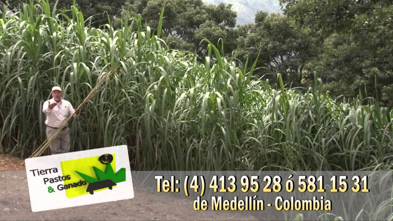 SEMILLA PASTO RODAS Tierra Pastos y Ganado - YouTube