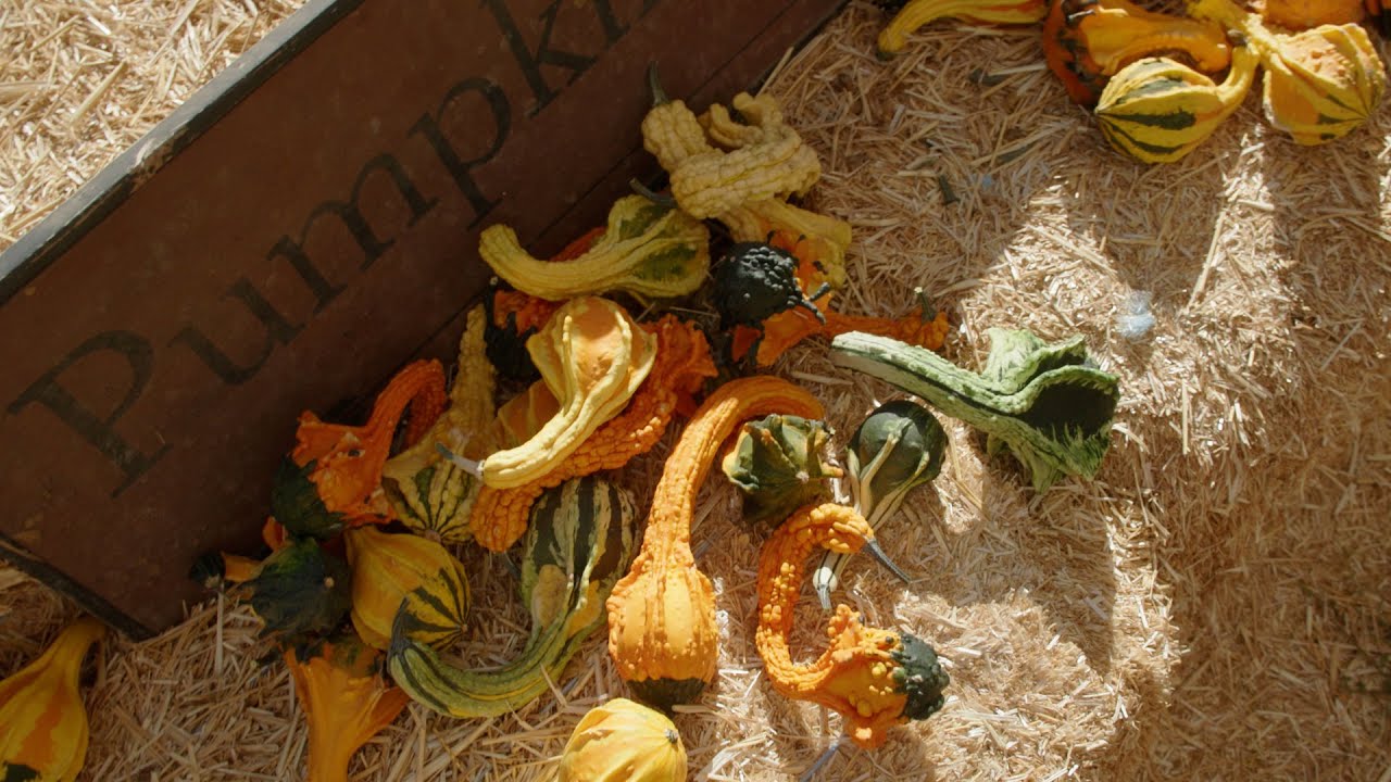 Sigma RF 18-50mm f2.8 on Canon C70: A Day at the Pumpkin Patch (4K DCI ...