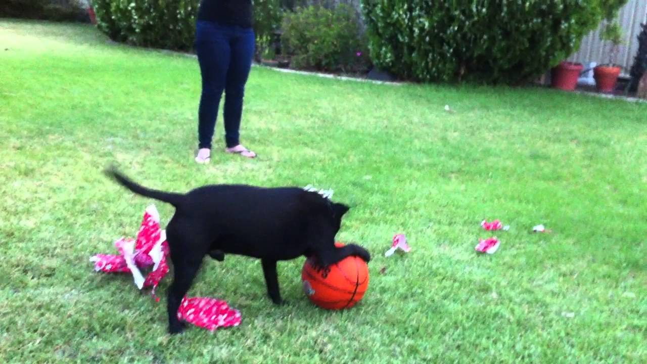 Wooley Wooster the super dog opens his Christmas Present - YouTube