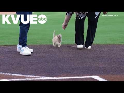Rescue kitten 'performs' first pitch at Gwinett Stripers game