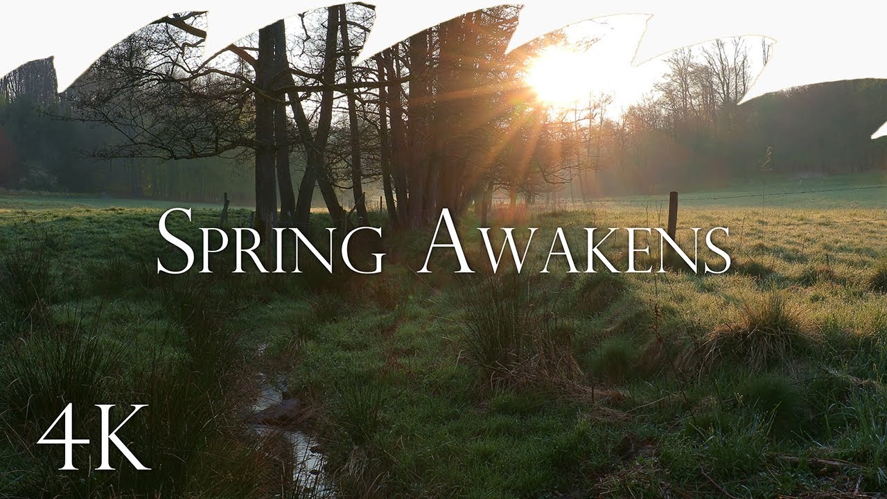 Spring Awakens - Birds Singing In The Morning, Sunrise Relaxing Nature ...