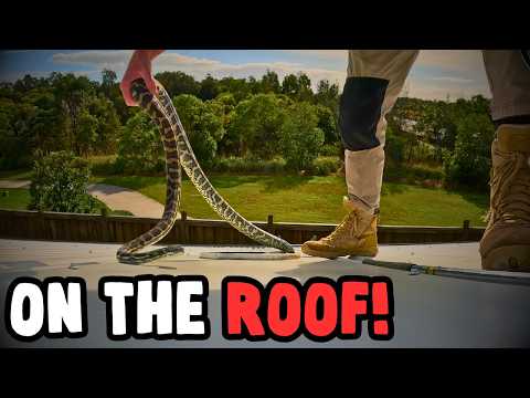 MASSIVE Snake Hiding in a Whirlybird!