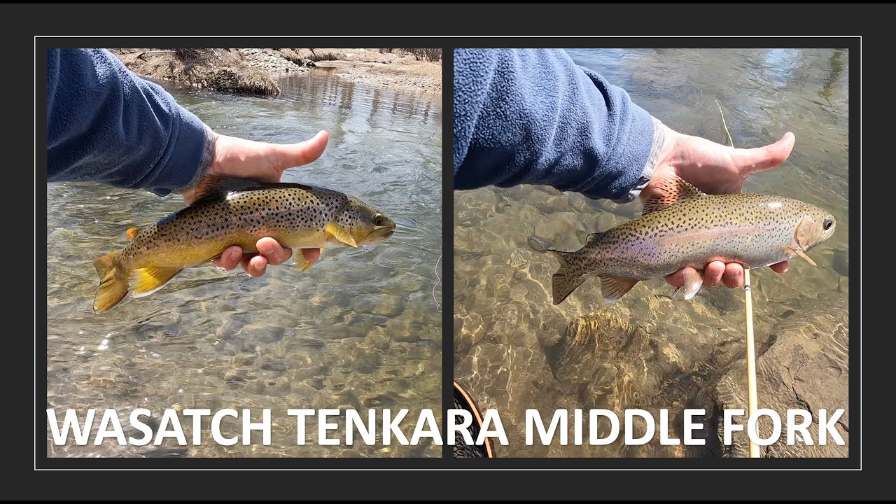 Wasatch Tenkara Rod MIDDLE FORK review. - YouTube