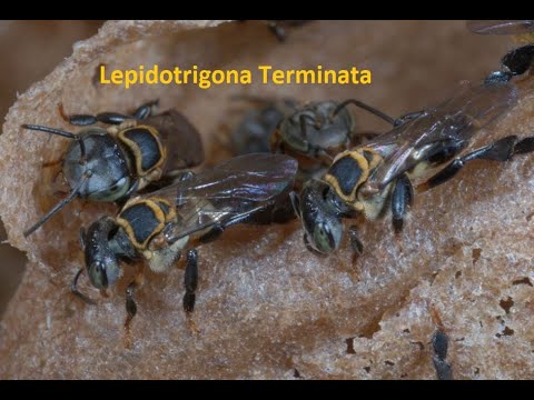 Lepidotrigona Terminata - First hive - YouTube