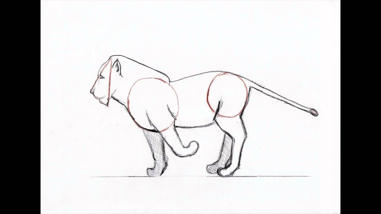 Animation Lion - run cycle - YouTube