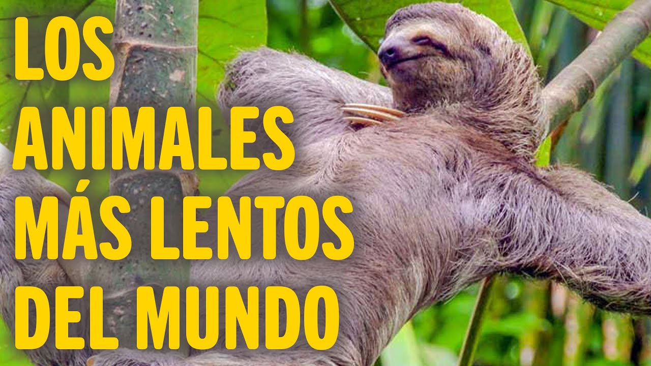 Los 6 Animales más Lentos del Mundo | Mundo Animal - YouTube
