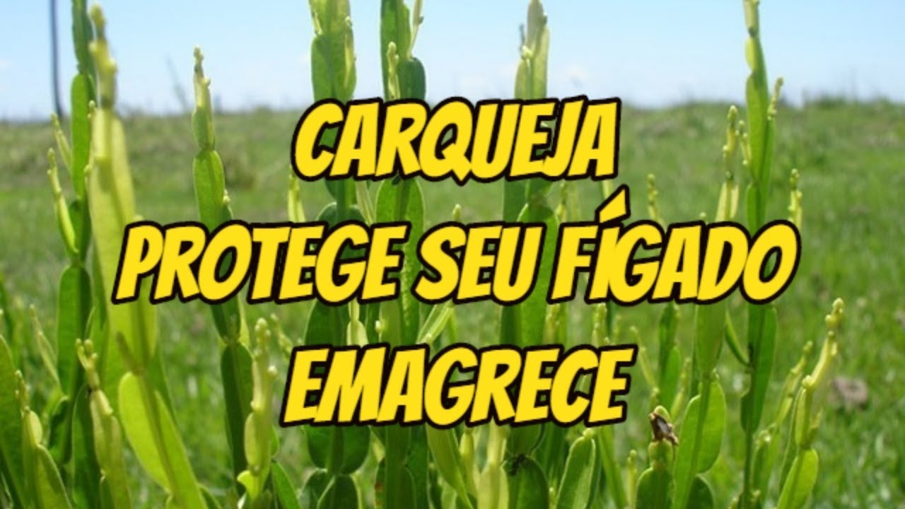 7 Benefícios da CARQUEJA | Para que Serve e Propriedades | Protege o ...