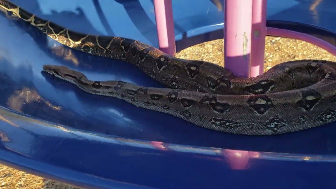 TAKING 10FT SNAKE TO THE PARK! KIDS SCARED! - YouTube