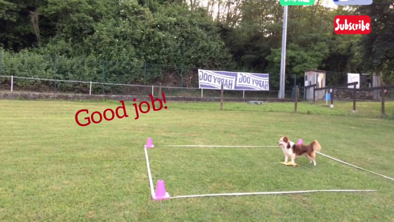 Obedience training: Lina and the box excercise - YouTube